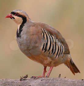 Бройлер, Кеклики, петух, фазан