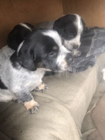 Спаниель помесь