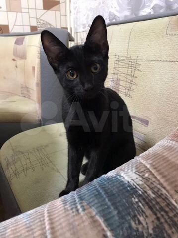 Мини пантера