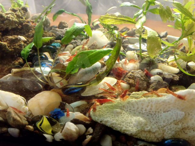 Креветки чери