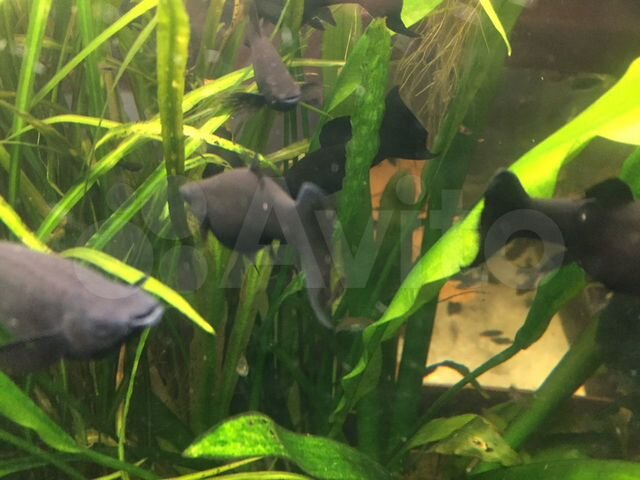 Моллинезия лира черная