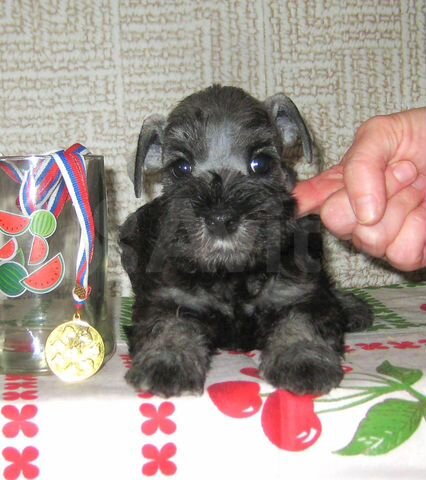 Девочка перцового окраса