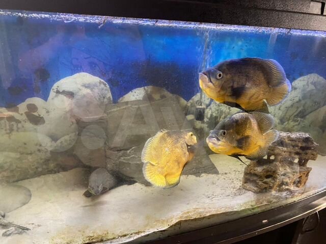 Аквариум с тумбой 300 литров