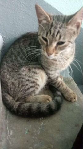 Потерялся котёнок