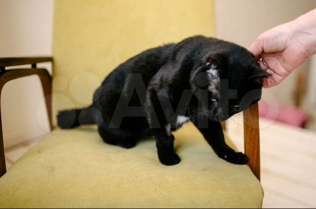 Ласковый черныш