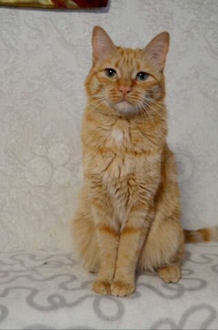 Отдам кошечку