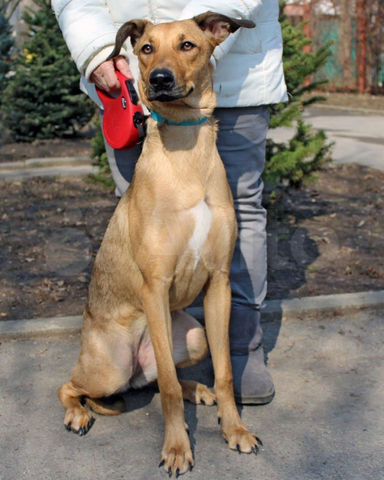 Рыжулька в добрые руки