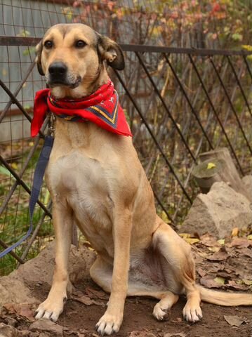 В добрые руки умница Сьюзи