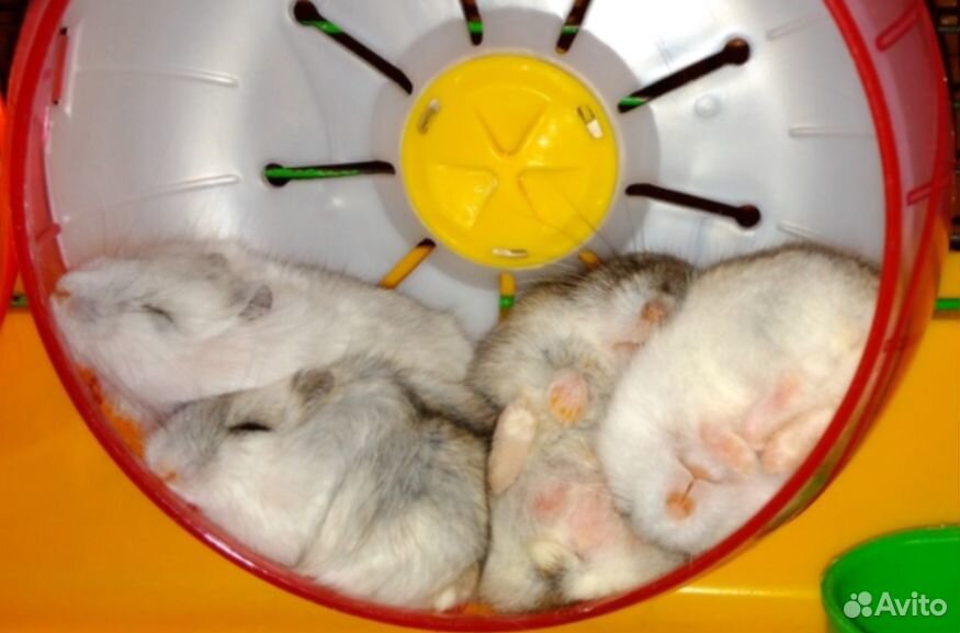 Хомячки джунгарские, мальчики и девочка