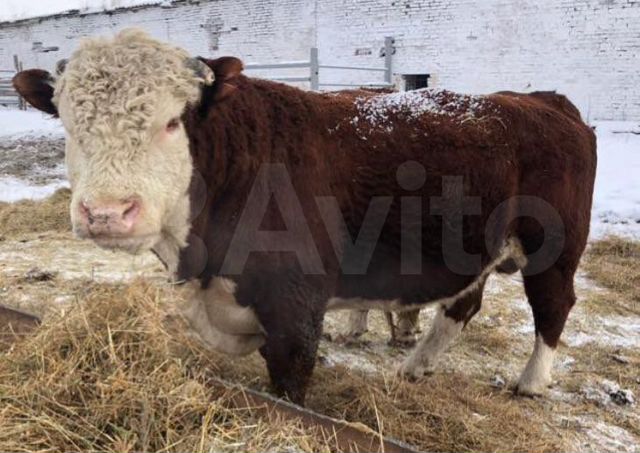 Быки с откорма на мясо-высшая упитанность.Герефорд