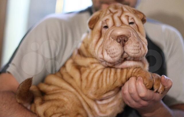 Абрикосовое счастье