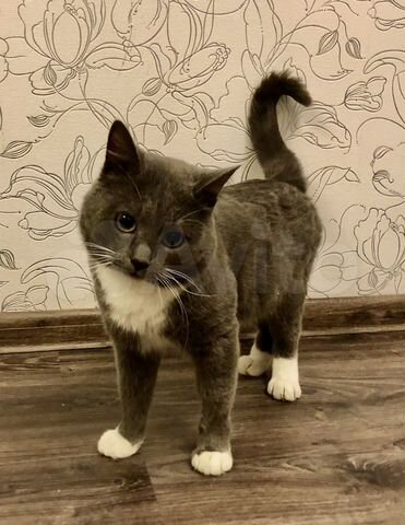 Котик Марсель