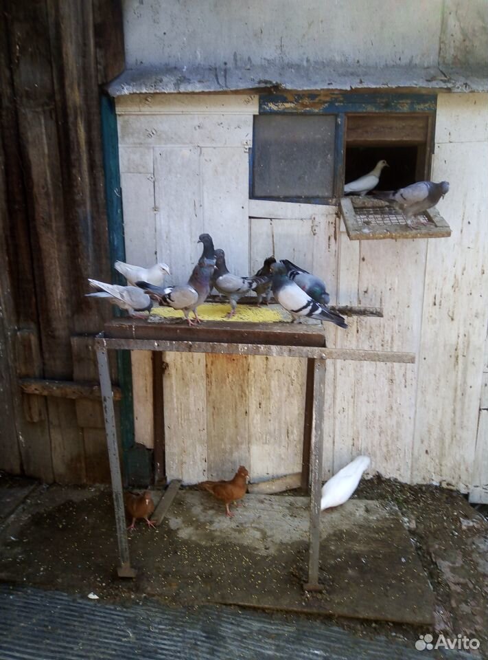 Продам синих голубей