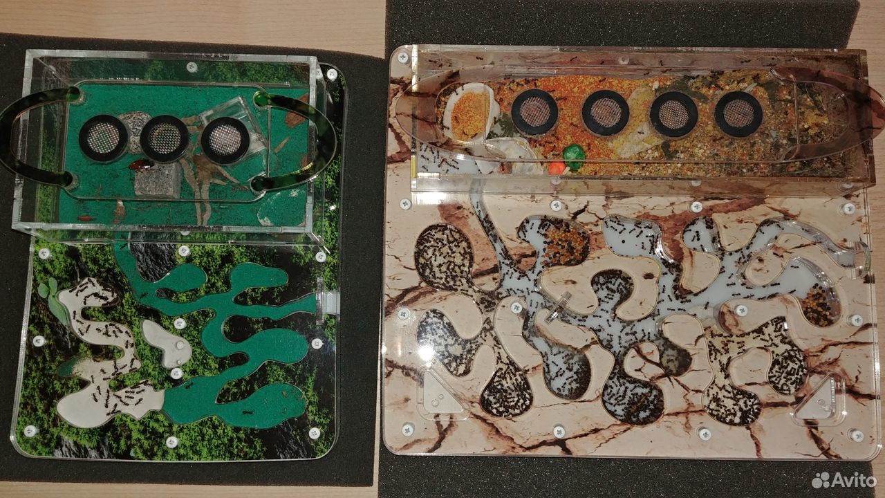 Муравьиная ферма