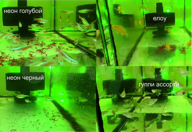 Рыба, оборудование, растения
