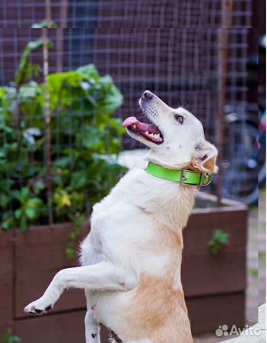 Умница Белла