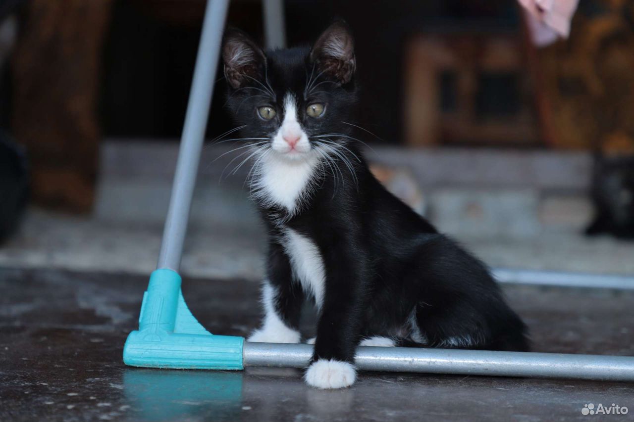 2-х месячный котенок ищет доброе сердце