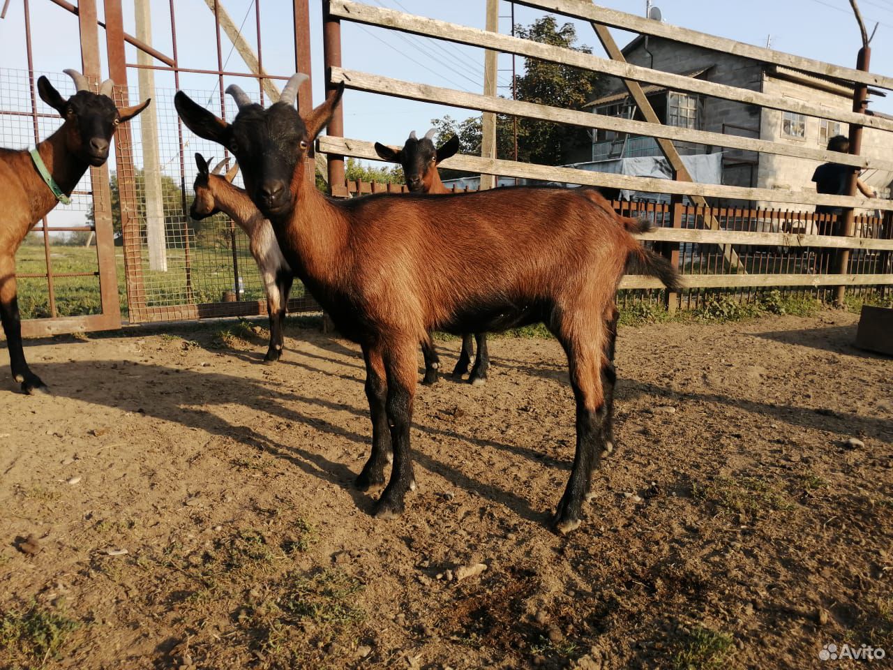 Чешские козочки