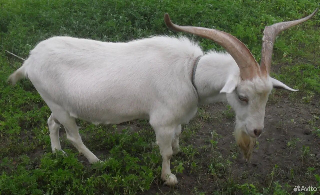 Козел производитель. Зааненский