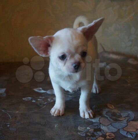 Lдевочка Шарлиз