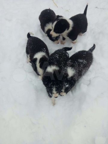 Русско европейские лайчата