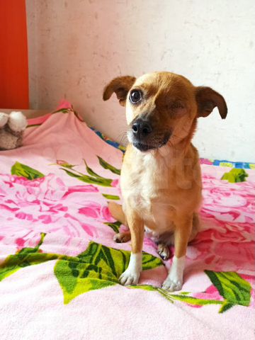 Пристраивается верная и преданная девочка-крошка