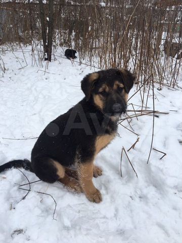 Щенок, Гром 3 мес