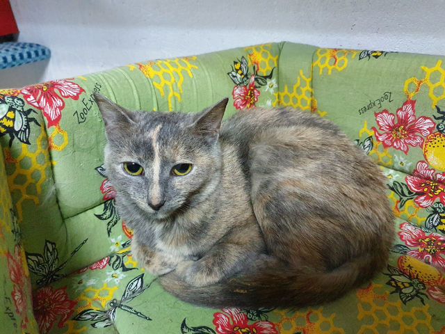 Дива и Люша молодые кошки