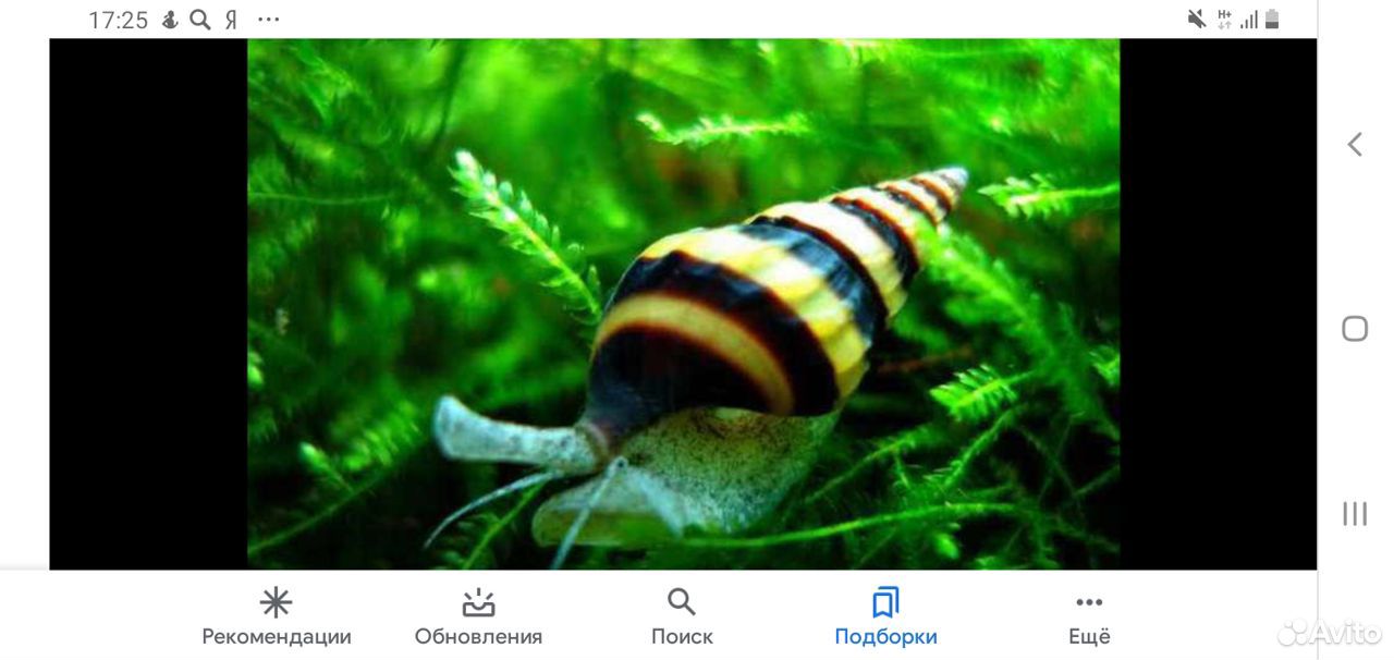 Улитка Хелена