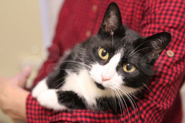 Очень ласковая кошка Мари