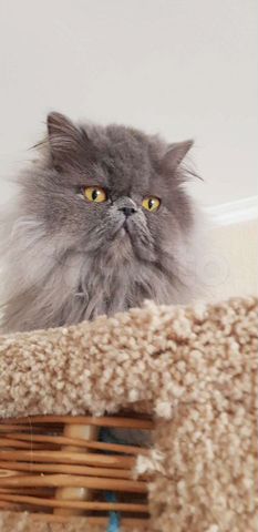 Персидская кошка 1,5года