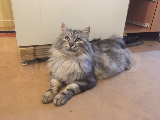 Курильский бобтейл