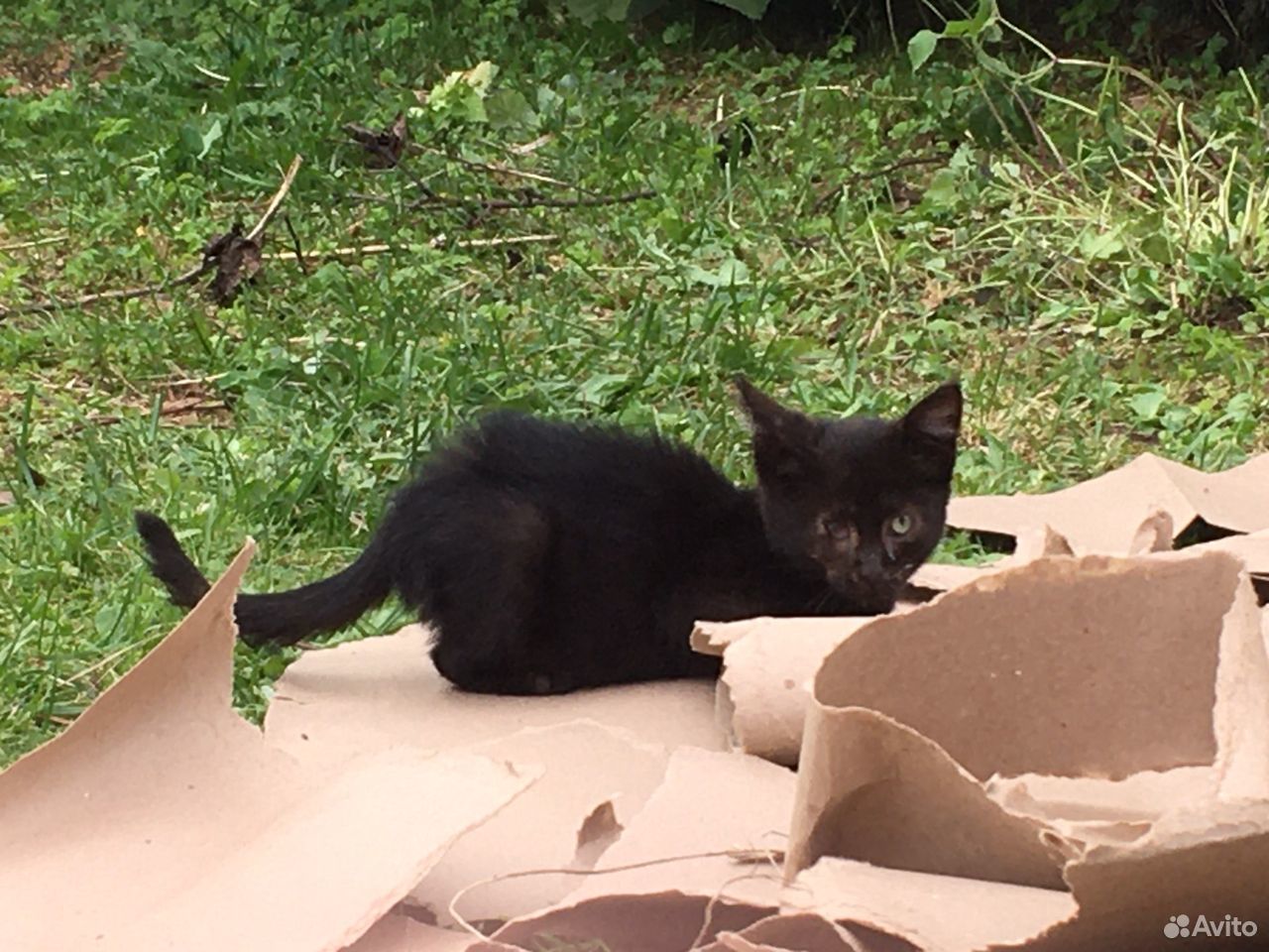 Котёнок 2 месяца