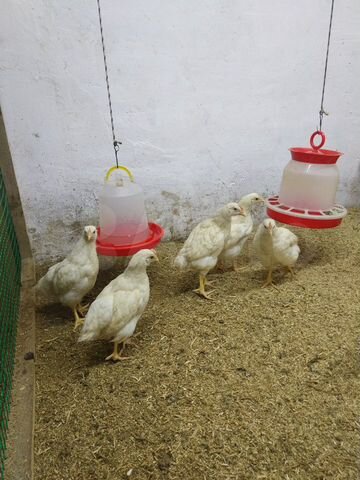 Молодые петушки