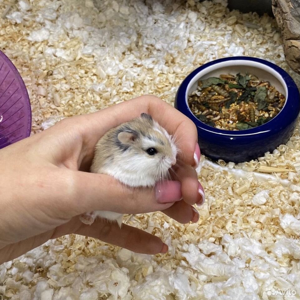 Хомячки Роборовского