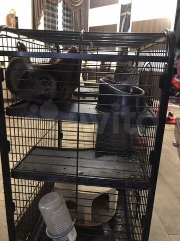 Шиншиллы 3 штуки, 2 самца и самка, клетка, домик