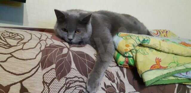 Отдам в добрые руки