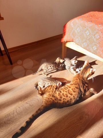 Бенгальские котята