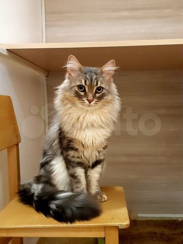 Ищем семью для котика