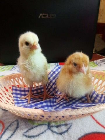 Цыплята