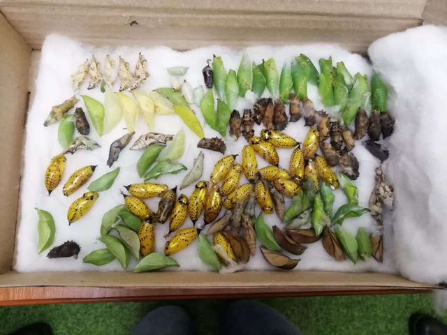 Куколки бабочек опт