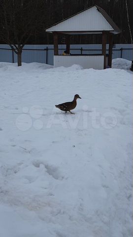 Утки подсадные для охоты, кряква