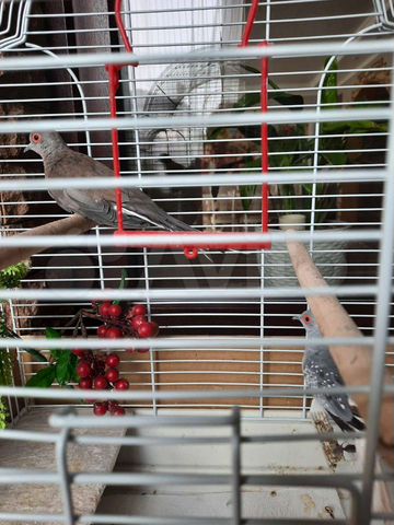 Горлица бриллиантовая