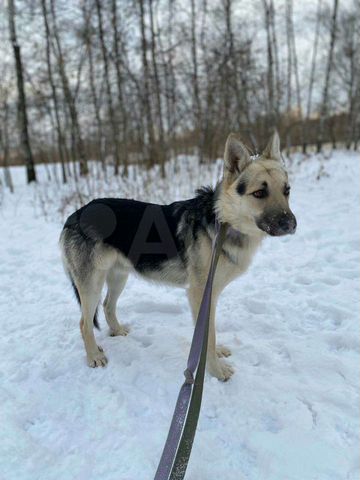 Малыш Норд ищет дом