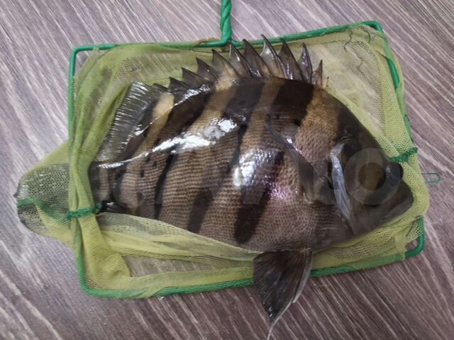 Окунь тигровый Микролепис