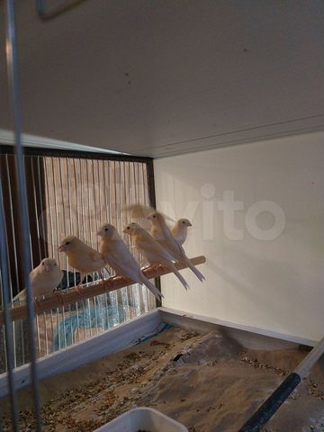 Птенцы красная мозайка январь февраль 2021