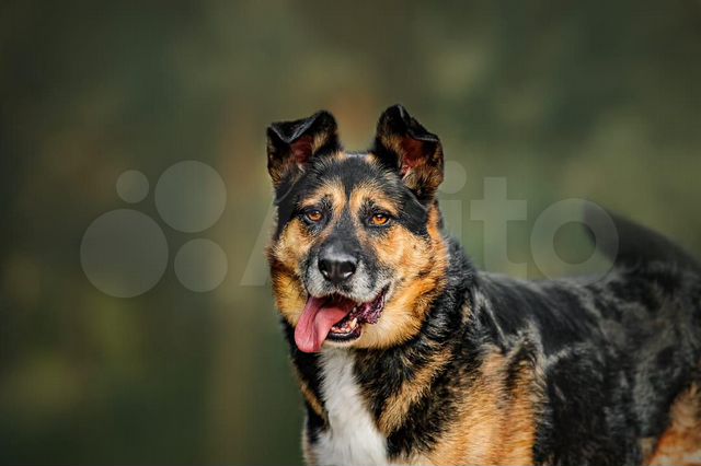 Собака Джони в добрые руки