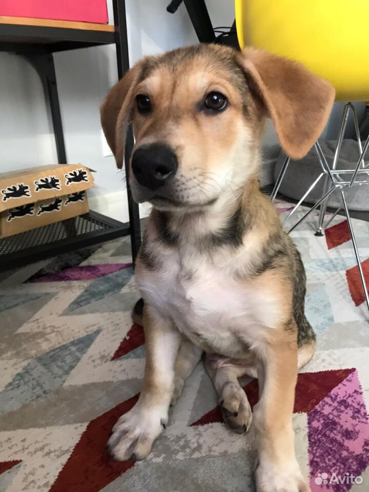 Ушастый щенок ищет дом