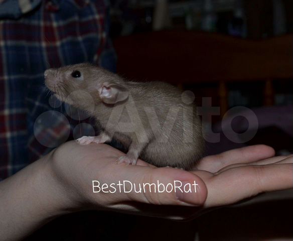 Крысята дамбо, молочный Шоколад