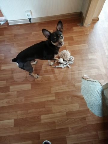 Вязка собак